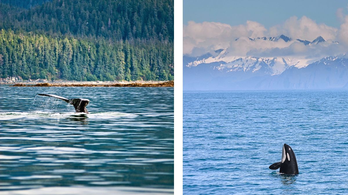 Essential Alaska: Explore Beyond the Ice and Into the Wild – The ...