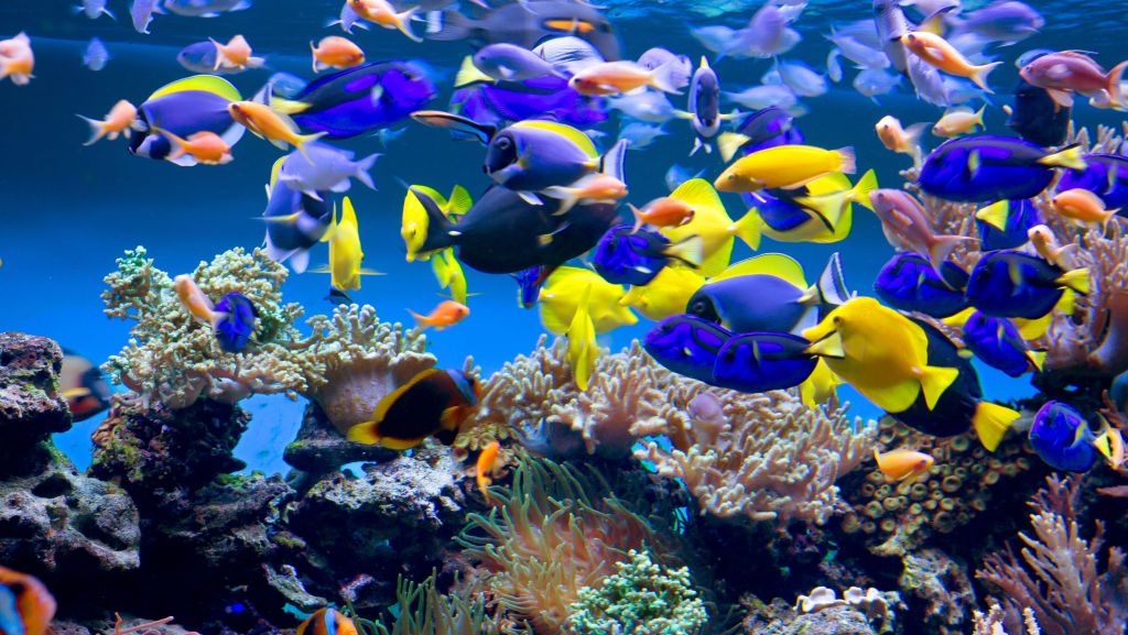 Best Aquariums in Kent for Awesome Marine Life – The Glampacking Lawyer