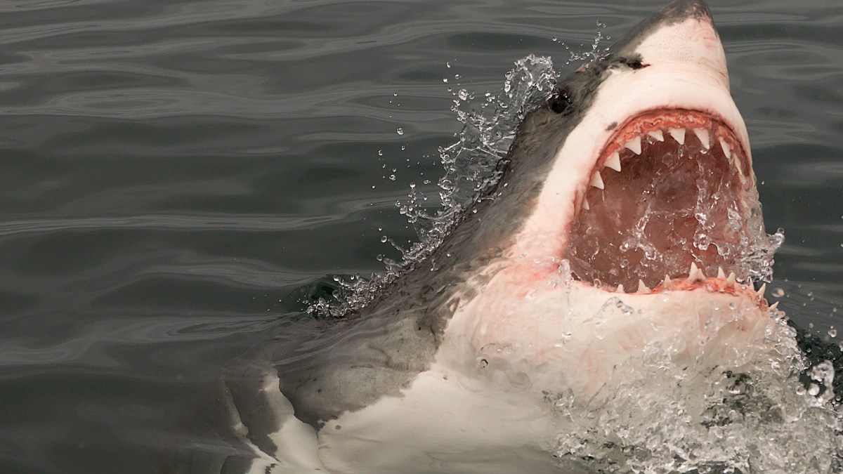 Horrifying Shark Attacks in Western Australia: Fatal Shark Attacks WA ...