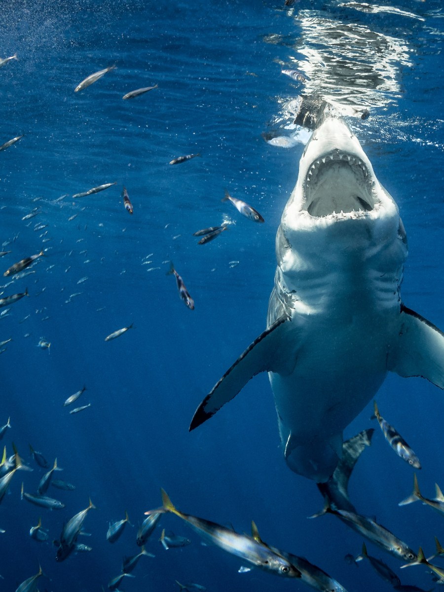 Horrifying Shark Attacks in Western Australia: Fatal Shark Attacks WA ...