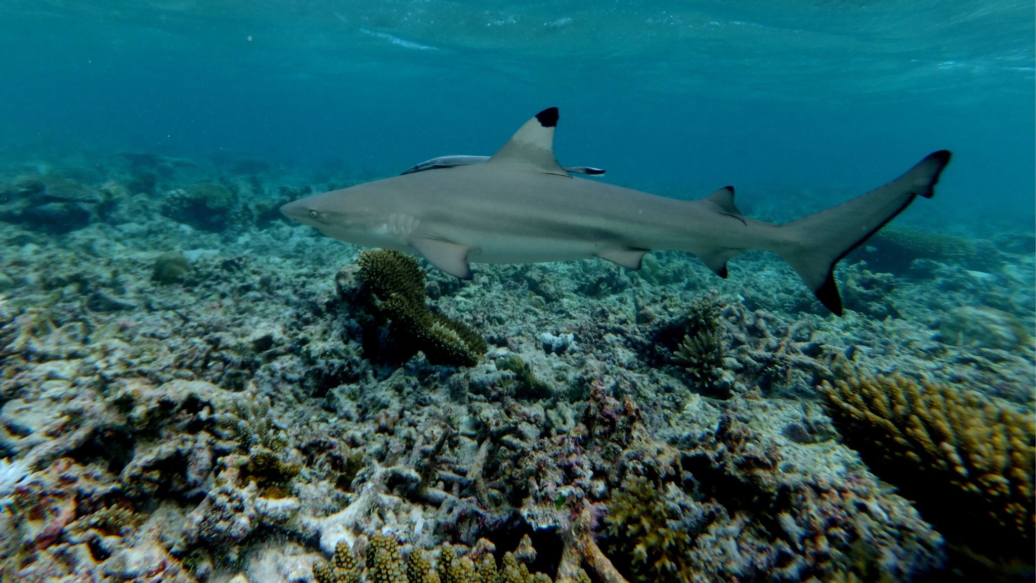 Shark Island and Beyond: Discover Khorfakkan’s Incredible Tourist ...