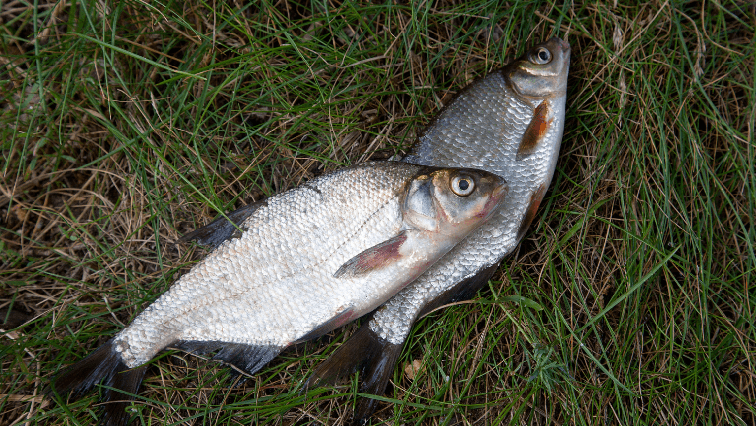 20+ Epic Fishing Lakes in Hertfordshire – The Glampacking Lawyer